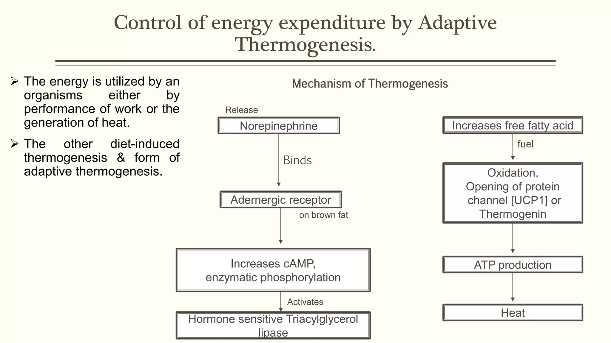 Metabolic homeostasis | PPTX