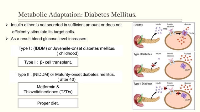 Metabolic homeostasis | PPTX | Endocrine and Metabolic Diseases ...