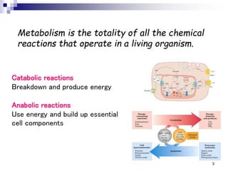 Metabolic_networks_lecture2 (1).ppt