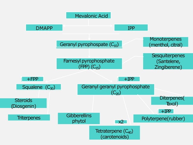 Metabolic pathway in higher plants and their determination | PPTX | Endocrine and Metabolic ...