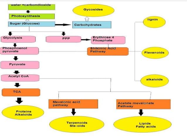 Metabolic pathway in higher plants and their determination | PPTX | Endocrine and Metabolic ...