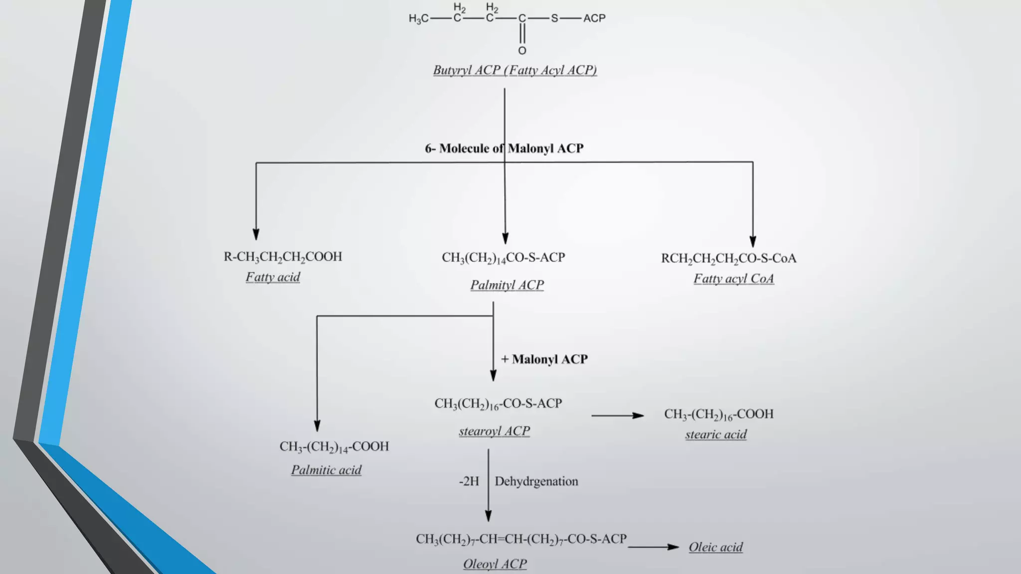 Acetate-Malonate Pathway | PPTX