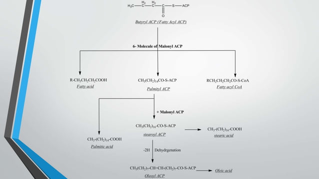 Acetate-Malonate Pathway | PPTX