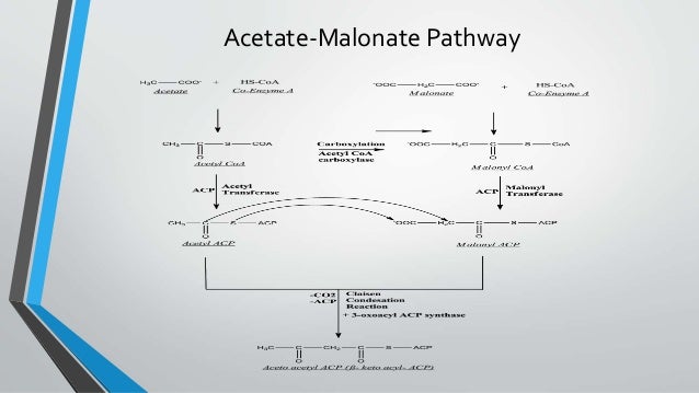 Acetate-Malonate Pathway