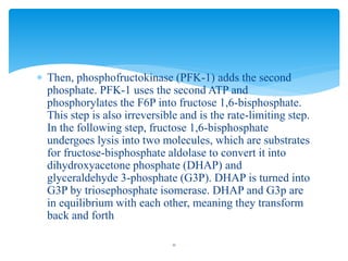 Metabolic pathways.pptx
