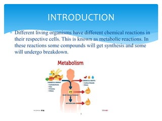 Metabolic pathways.pptx