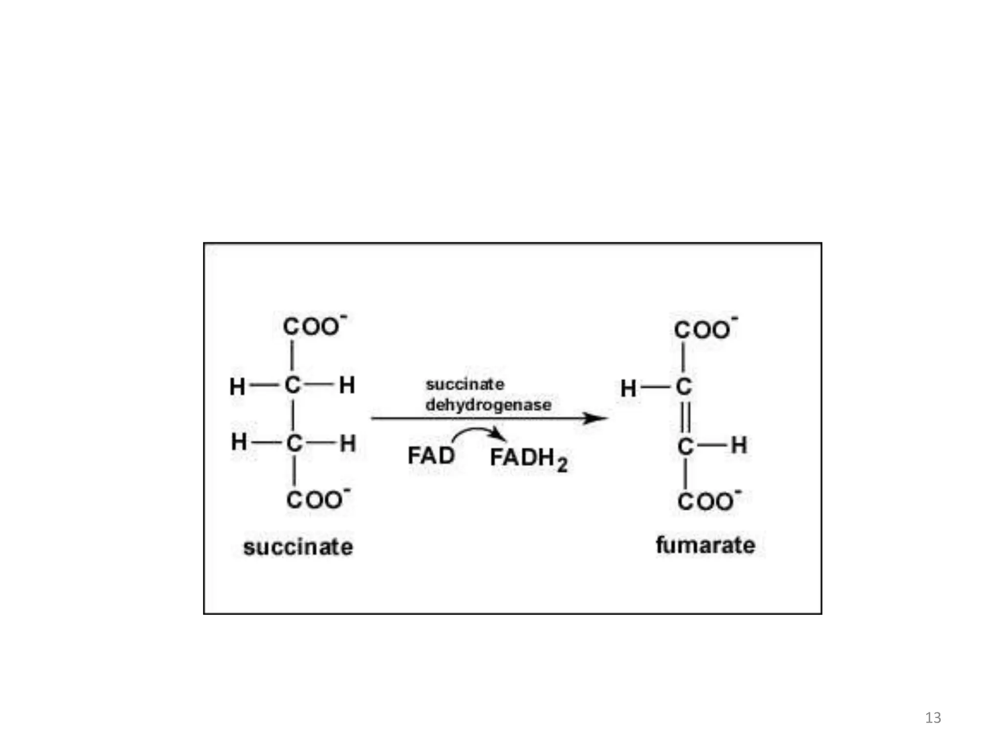 Metabolic Pathways-BasicBiochemistry.pptx
