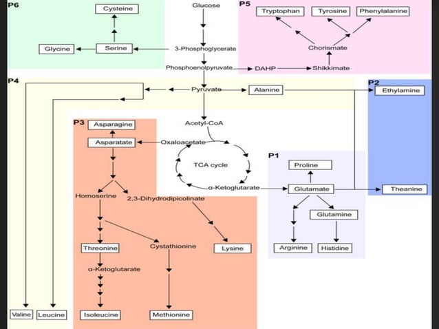 Metabolic pathways in higher plants and their determination | PPTX | Endocrine and Metabolic ...