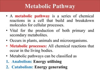 Human Metabolism Simple Explanation