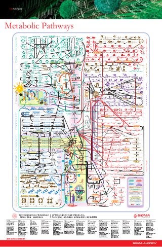 Metabolic pathways poster