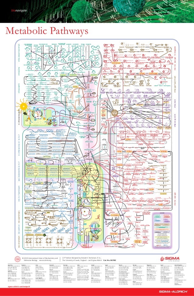 Metabolic pathways poster | PDF | Chemistry | Science