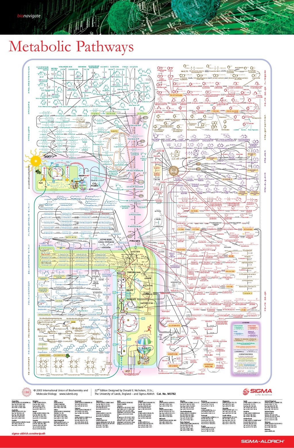 Metabolic pathways poster