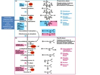 Metabolic pathways of cellular respiration, Bioenergetics and redox ...