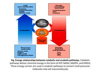 Metabolic pathways of cellular respiration, Bioenergetics and redox ...