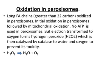 Metabolic pathways of cellular respiration, Bioenergetics and redox ...