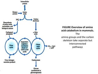 Metabolic pathways of cellular respiration, Bioenergetics and redox ...