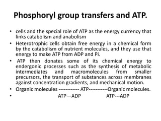 Metabolic pathways of cellular respiration, Bioenergetics and redox ...