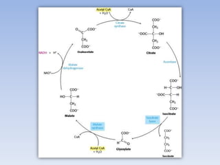 Glyoxylate Cycle | PPTX