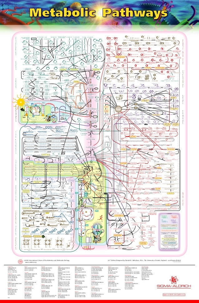 Metabolicpathways updated 02_07[1] | PPT