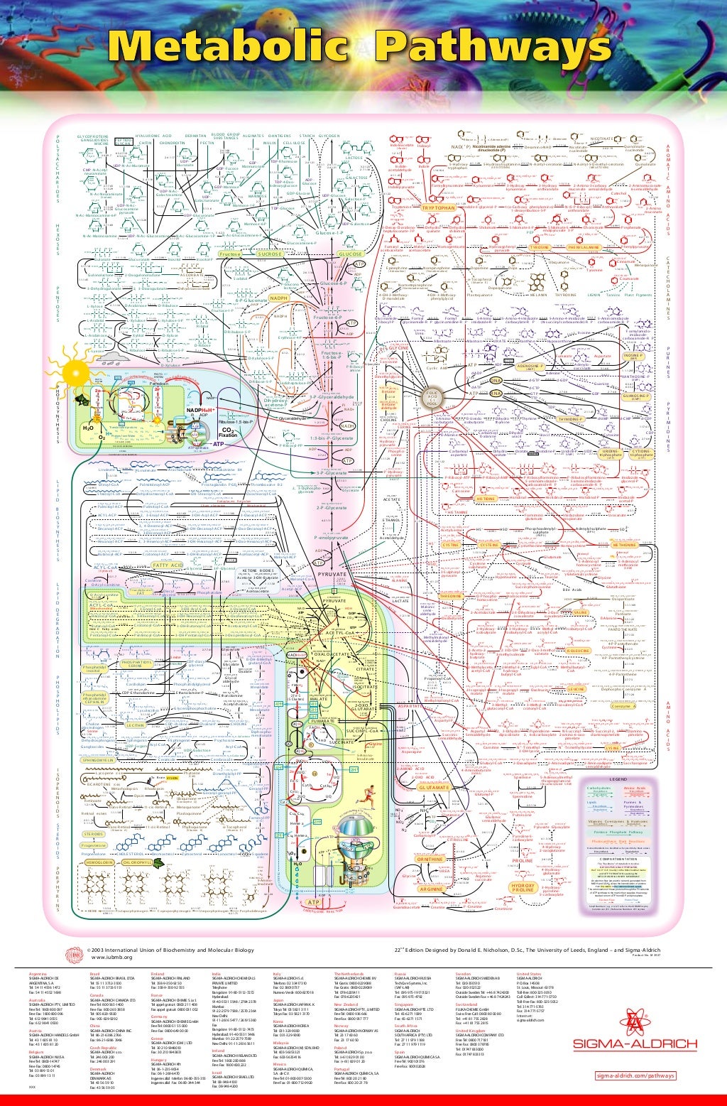 Metabolicpathways updated | PDF