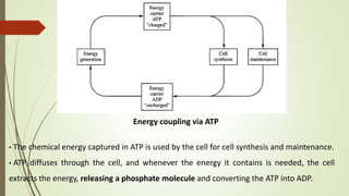 Metabolic pathways with particular relevance to environmental ...