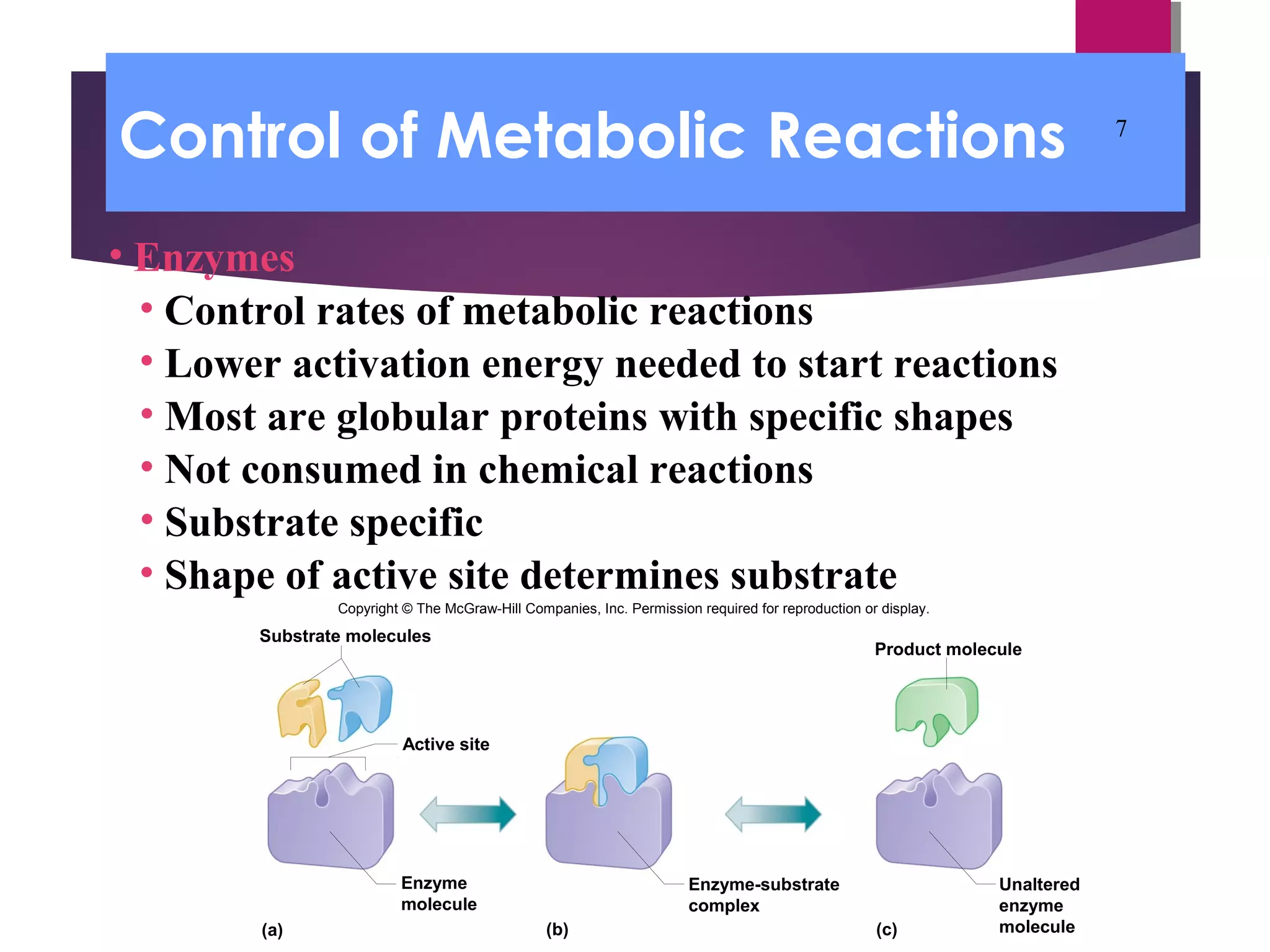 Metabolic processes | PPT
