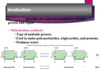 Metabolic processes | PPT | Endocrine and Metabolic Diseases | Diseases ...