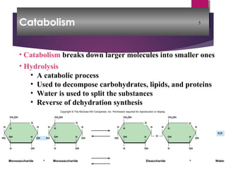 Metabolic processes | PPT