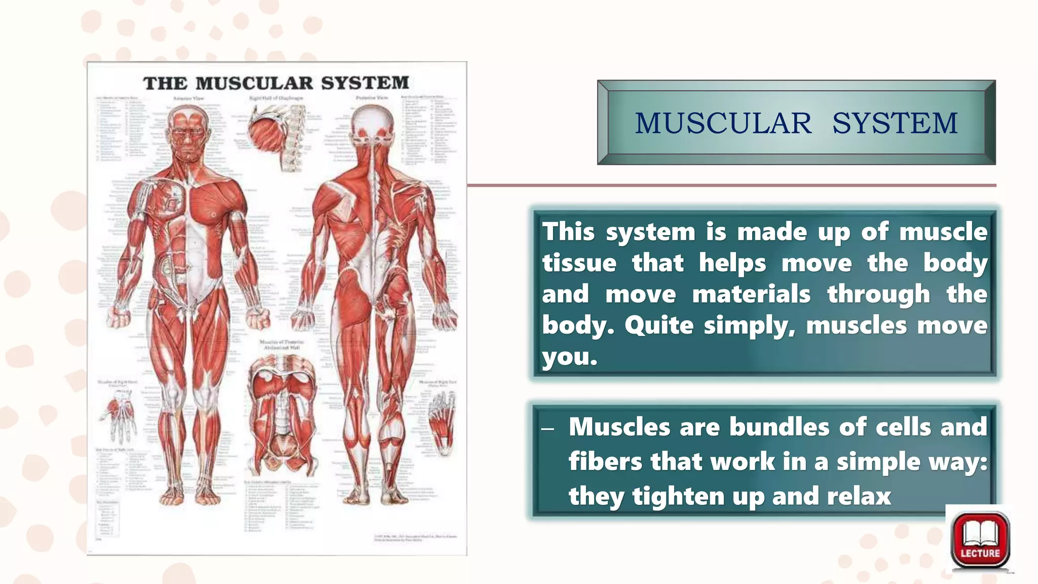 Metabolicprocessesinvolvedinvariousorgansystems 171120014515 | PDF