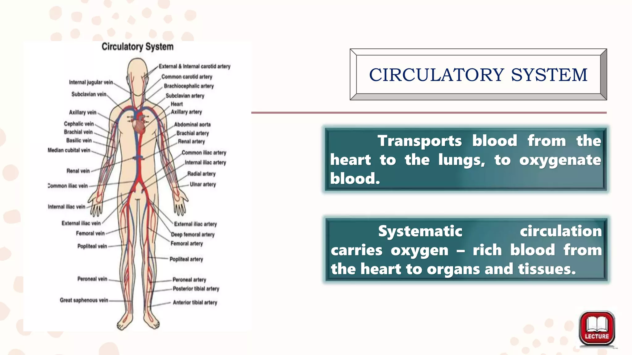 Earth and Life Science - Grade 11 (Organ Systems) | PPTX