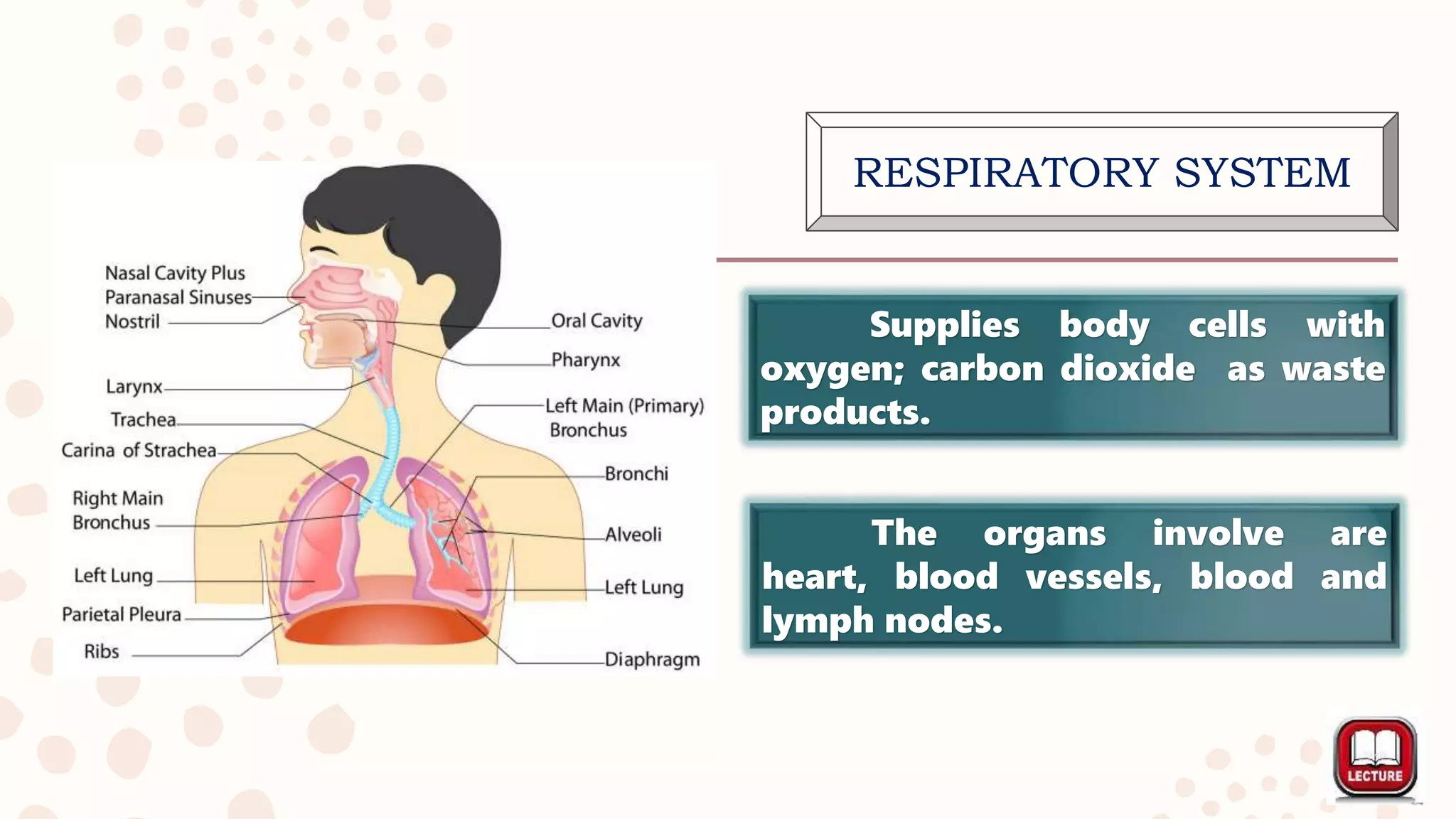 Earth and Life Science - Grade 11 (Organ Systems) | PPTX