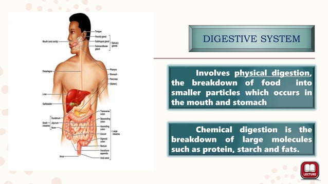 Earth and Life Science - Grade 11 (Organ Systems) | PPTX | Endocrine ...