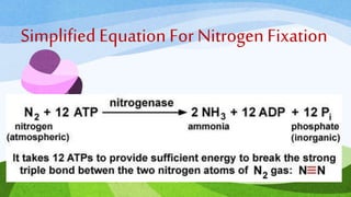 Metabolic process plants | PPTX
