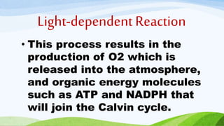 Metabolic process plants | PPT