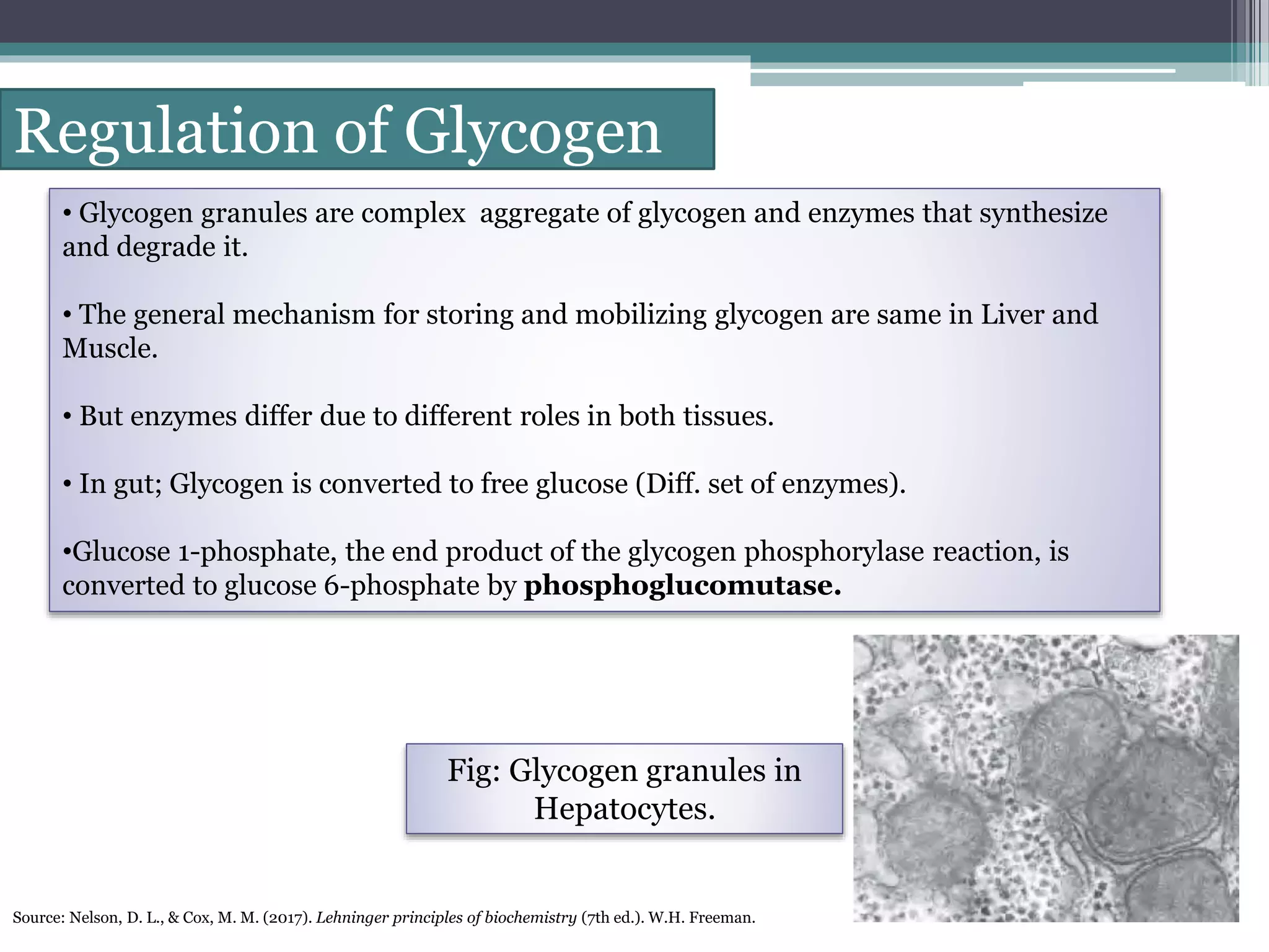 Metabolic regulation at whole cell level | PPTX
