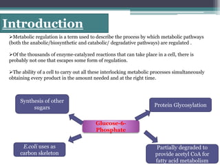 Metabolic regulation at whole cell level | PPTX