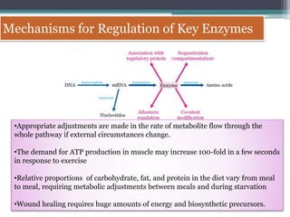 Metabolic regulation at whole cell level | PPTX