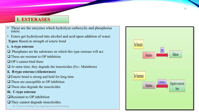 Metabolic resistance mechanism in insects | PPTX | Beekeeping | Hobbies ...