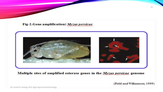 Metabolic resistance mechanism in insects | PPTX | Beekeeping | Hobbies ...