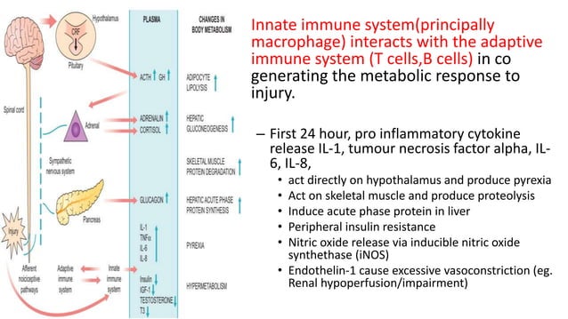 Metabolic response to injury | PPTX | Physical Therapy | Wellness