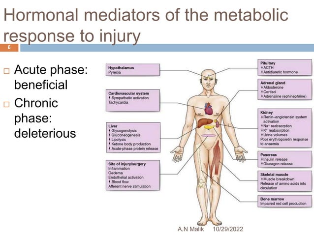 METABOLIC RESPONSE TO INJURY.ppt