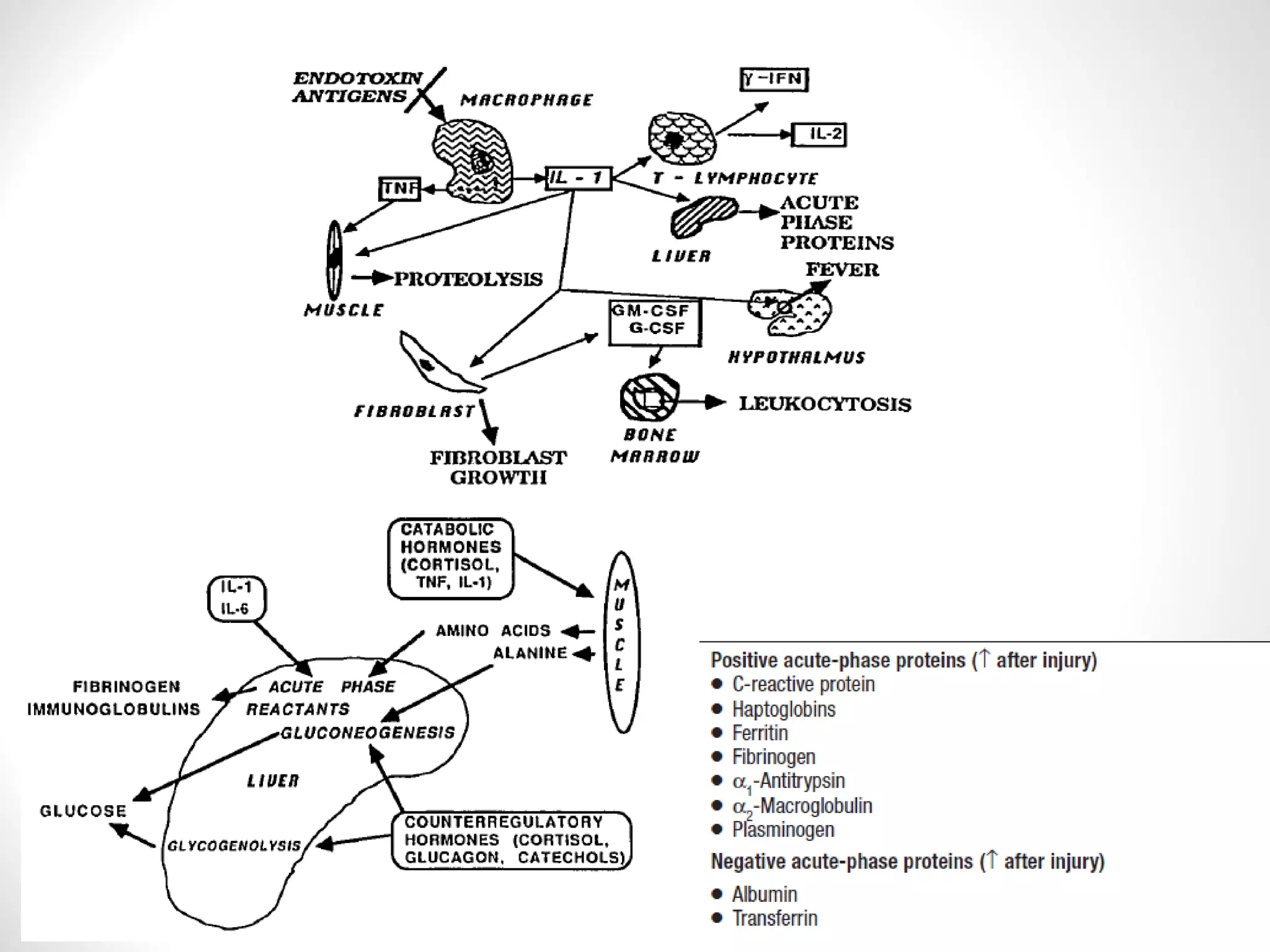 Metabolic response to trauma | PPT
