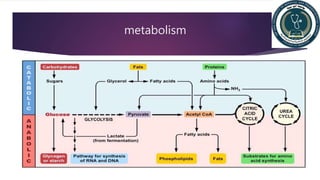 Metabolic response to trauma or injury | PPT
