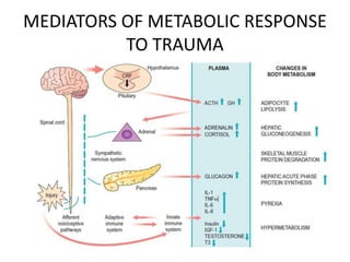 Metabolic stress response | PPT