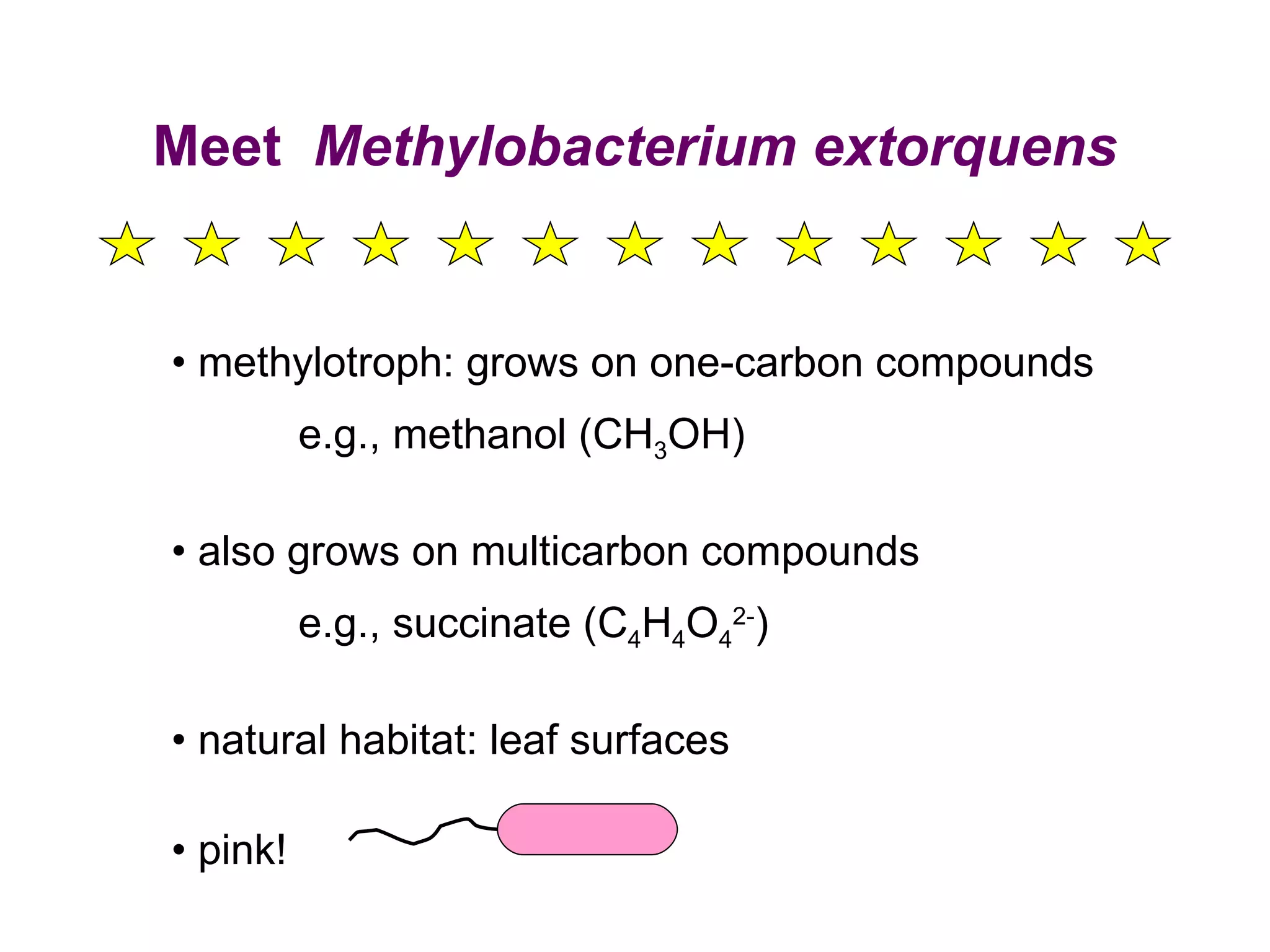Methylobacterium extorquens: Metabolic superstar | PPT