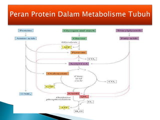 Metabolime protein | PPTX