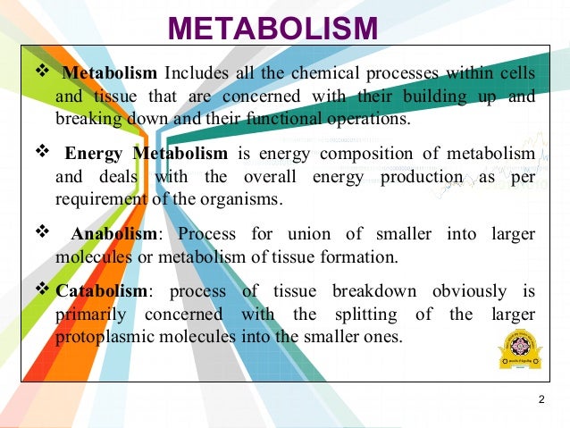 Metabolism Process