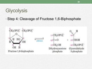 Metabolism | PPTX