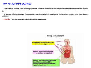 Metabolism (Biotransformation) | PPT