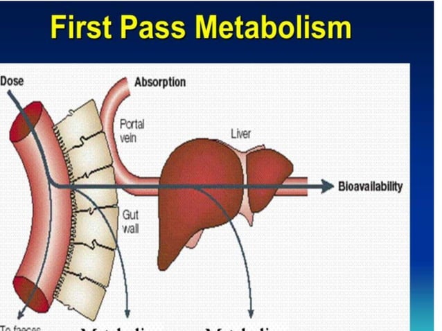 Metabolism (Biotransformation) | PPT
